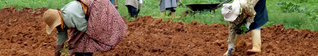 The Mpumalanga Agri-Hubs - MEGA